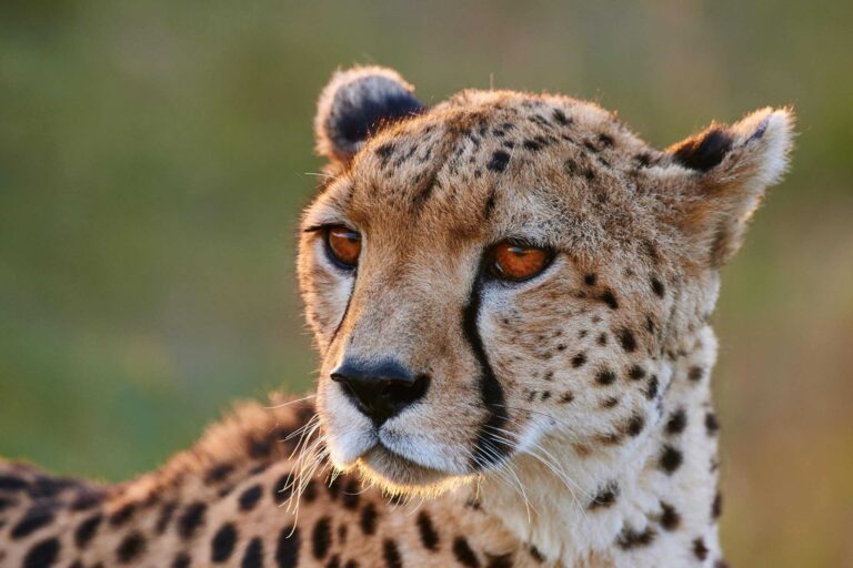 The Evolutionary Advantage of Cheetahs’ Tear Marks - felinefam.com
