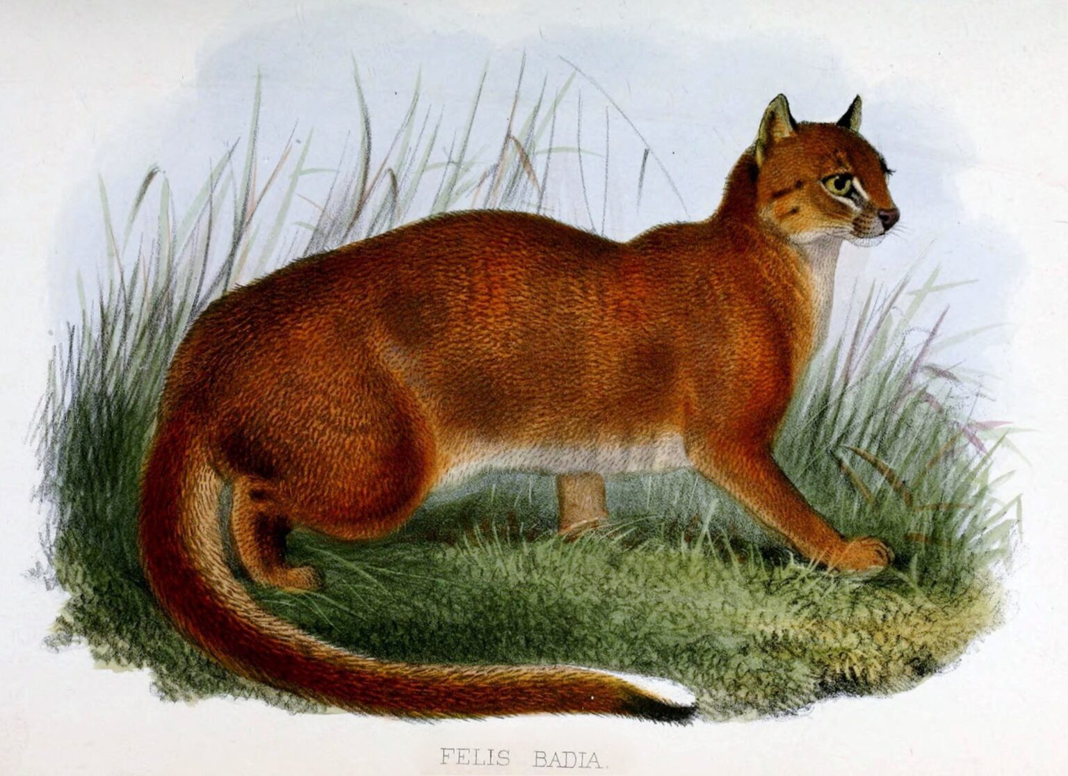 5 Big Cat Species You’ve Never Heard of and Where to Find Them