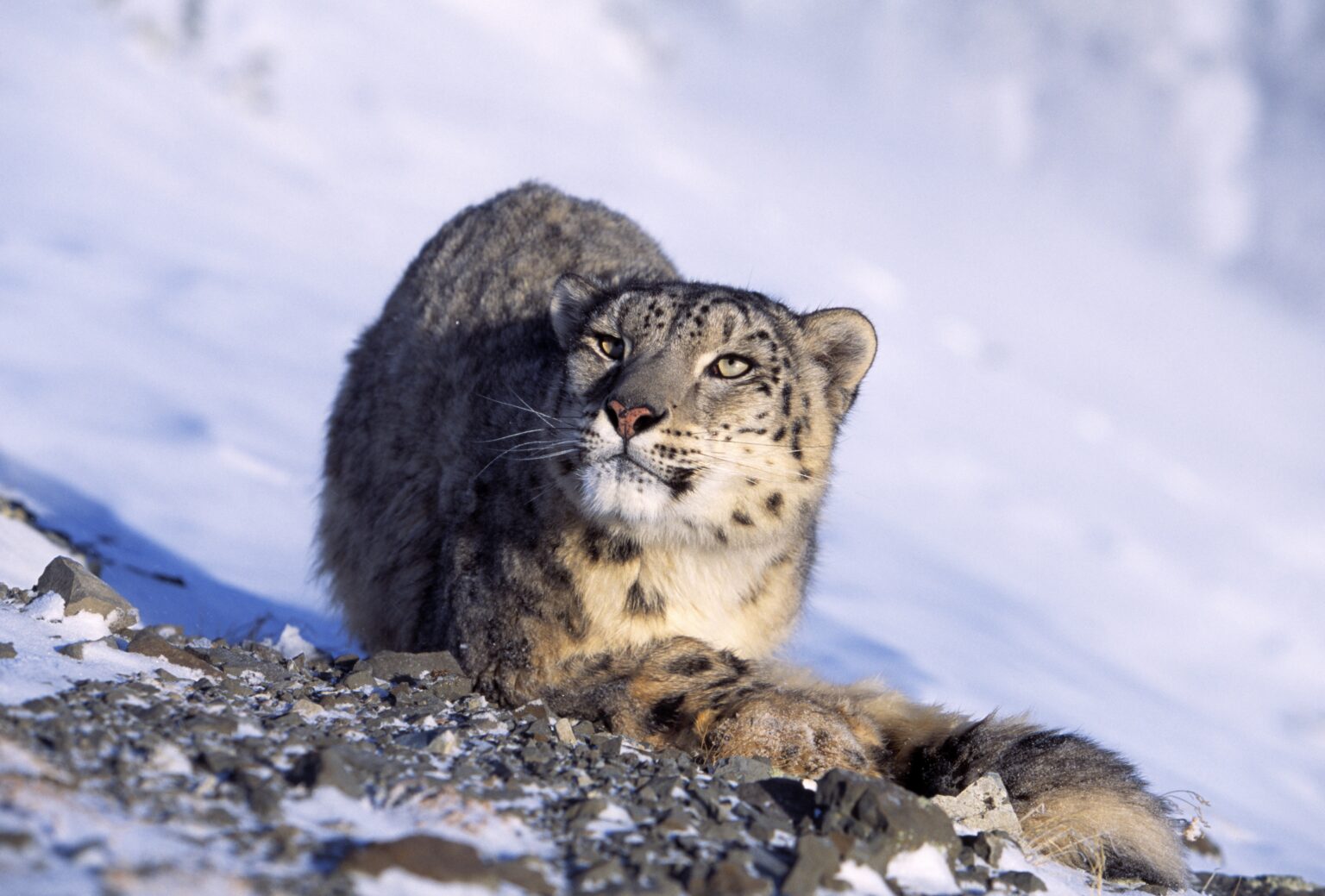 How Snow Leopards Use Their Tails for Survival - felinefam.com