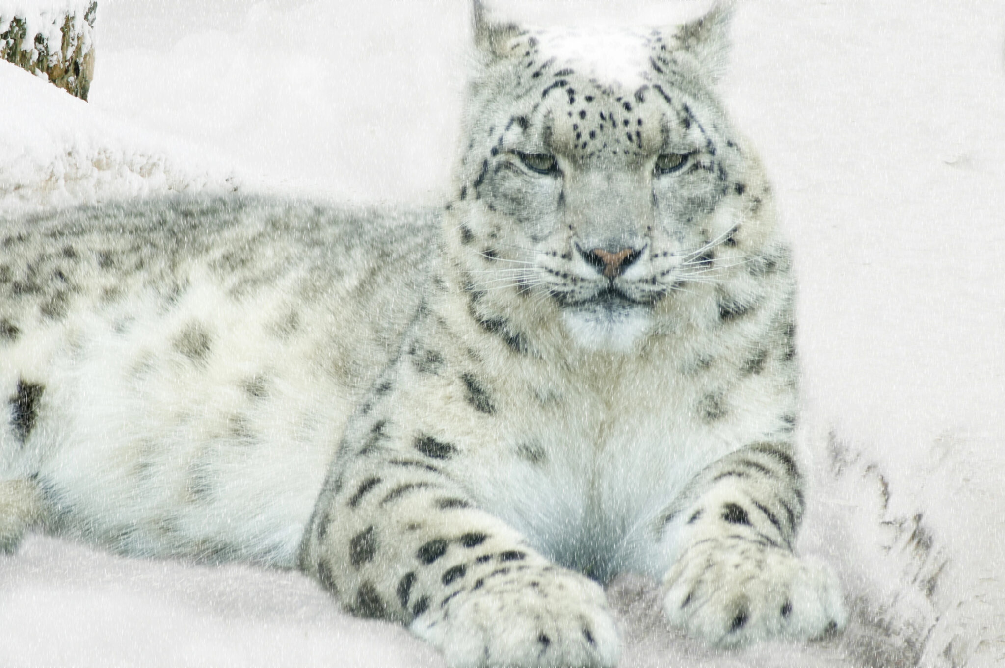How Snow Leopards Use Their Tails for Survival - felinefam.com