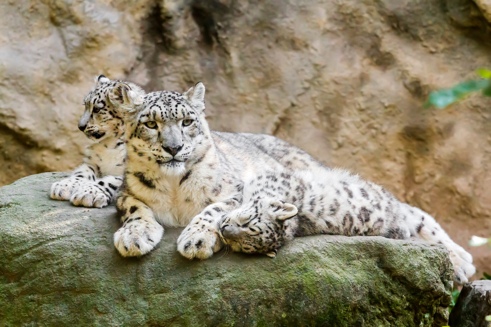 How Snow Leopards Use Their Tails for Survival - felinefam.com