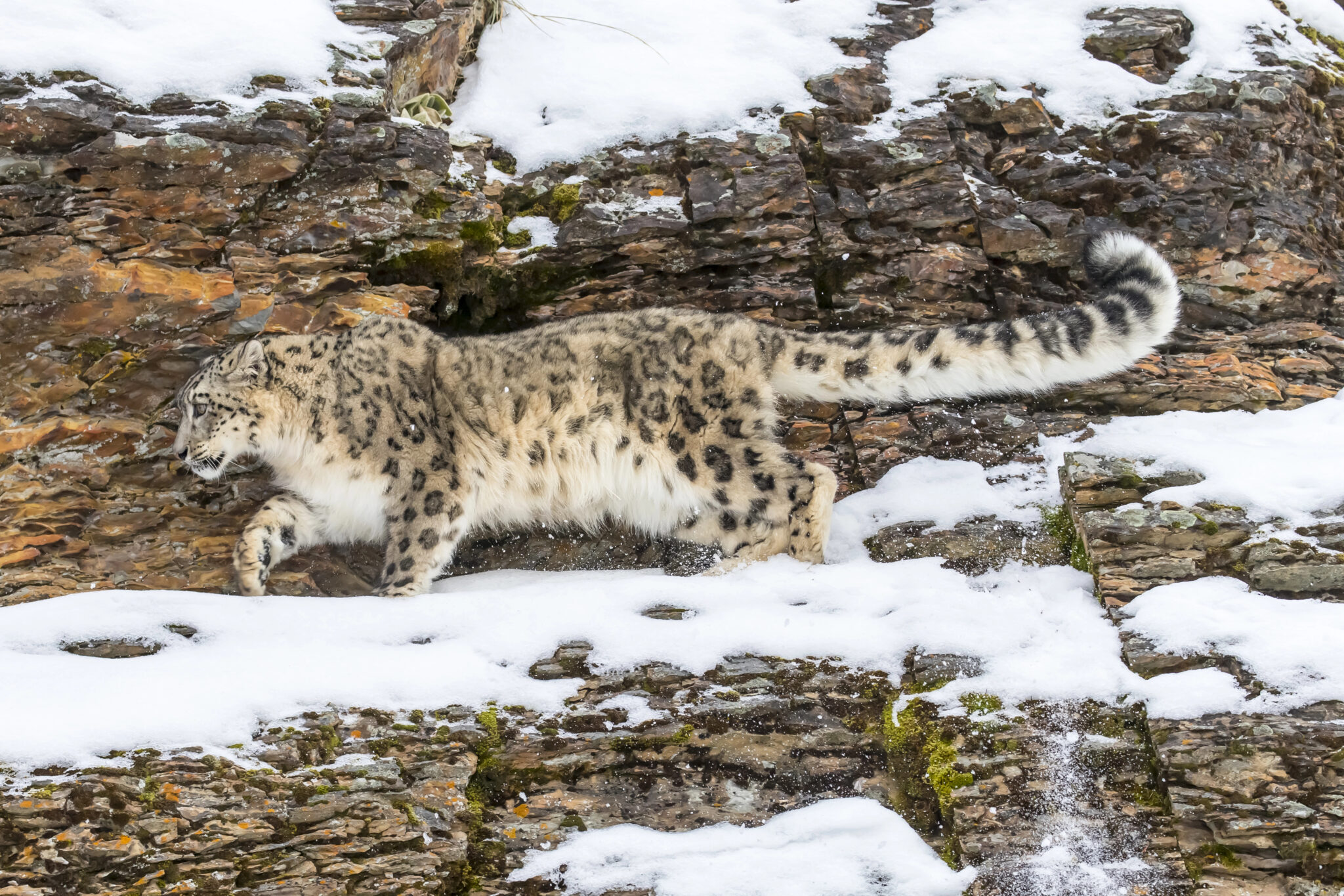 How Snow Leopards Use Their Tails for Survival - felinefam.com