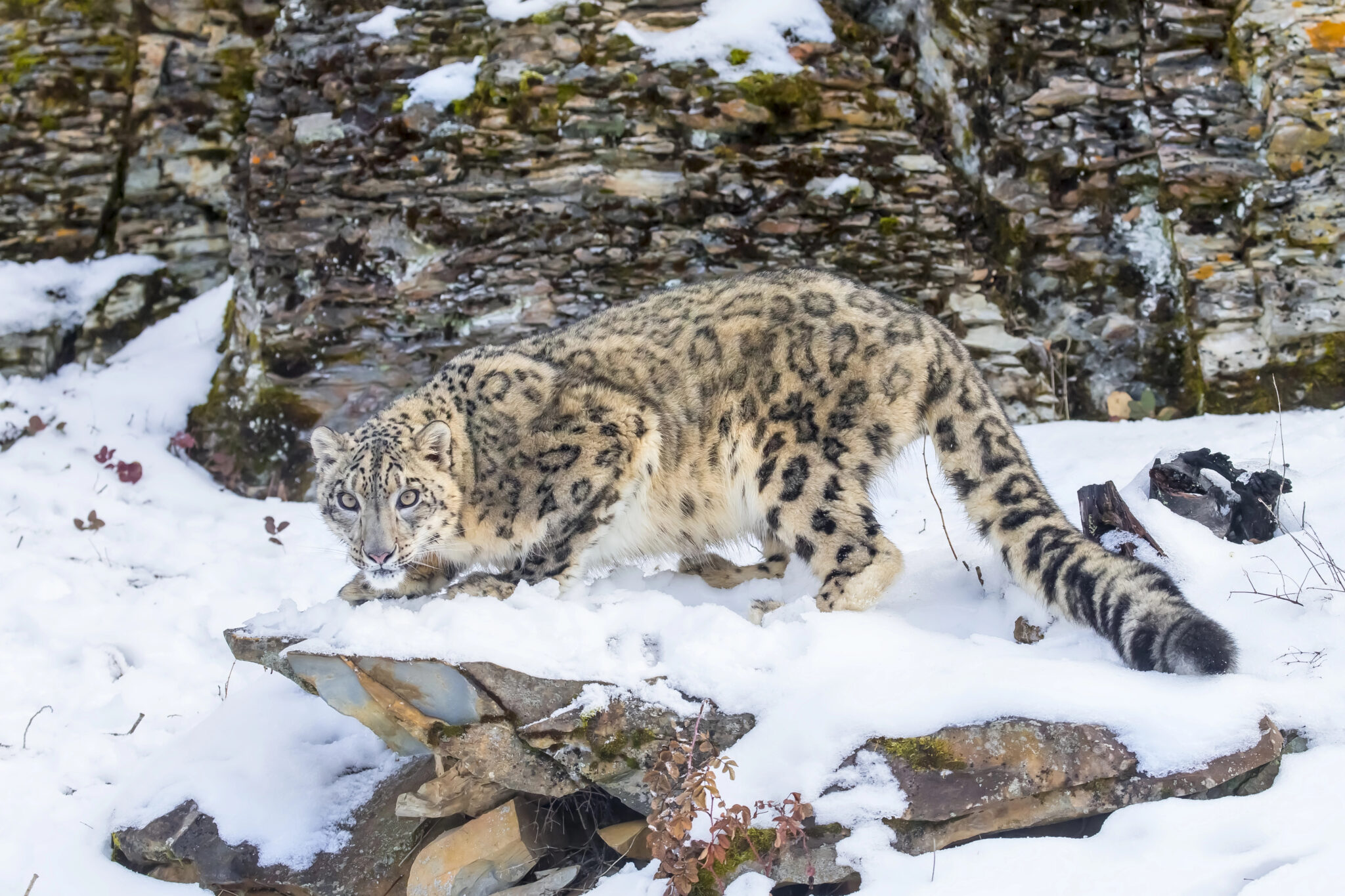 How Snow Leopards Use Their Tails for Survival - felinefam.com