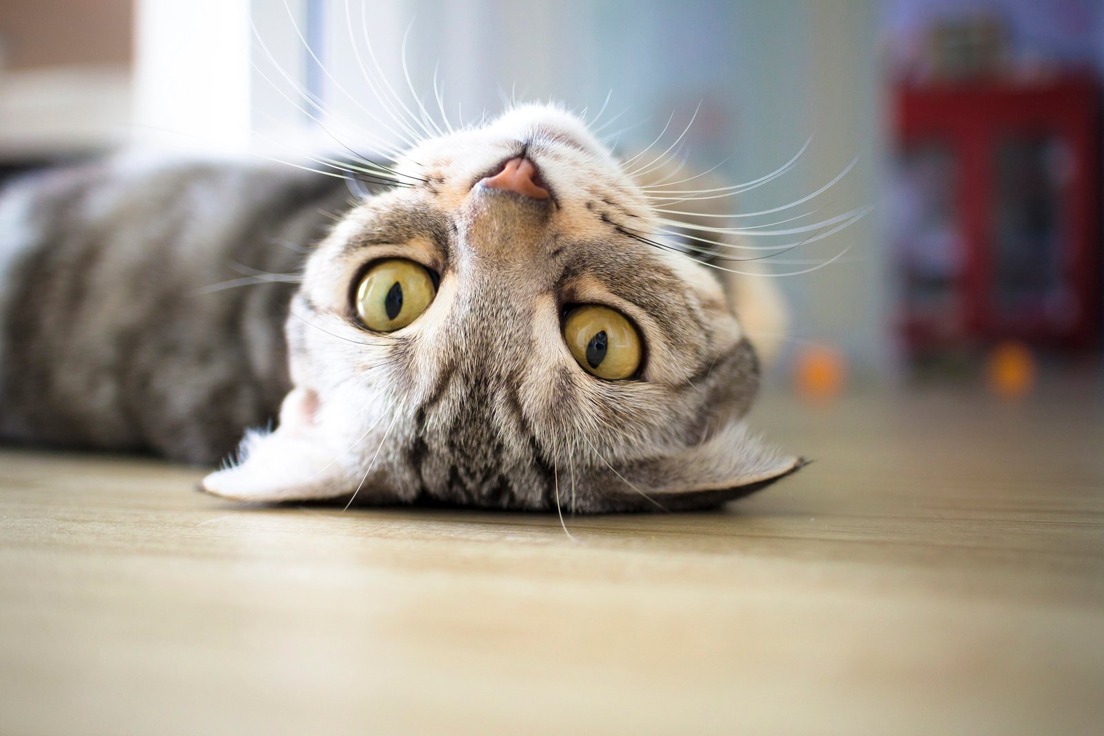 The Most Intelligent Cat Breeds and What Makes Them Special - felinefam.com