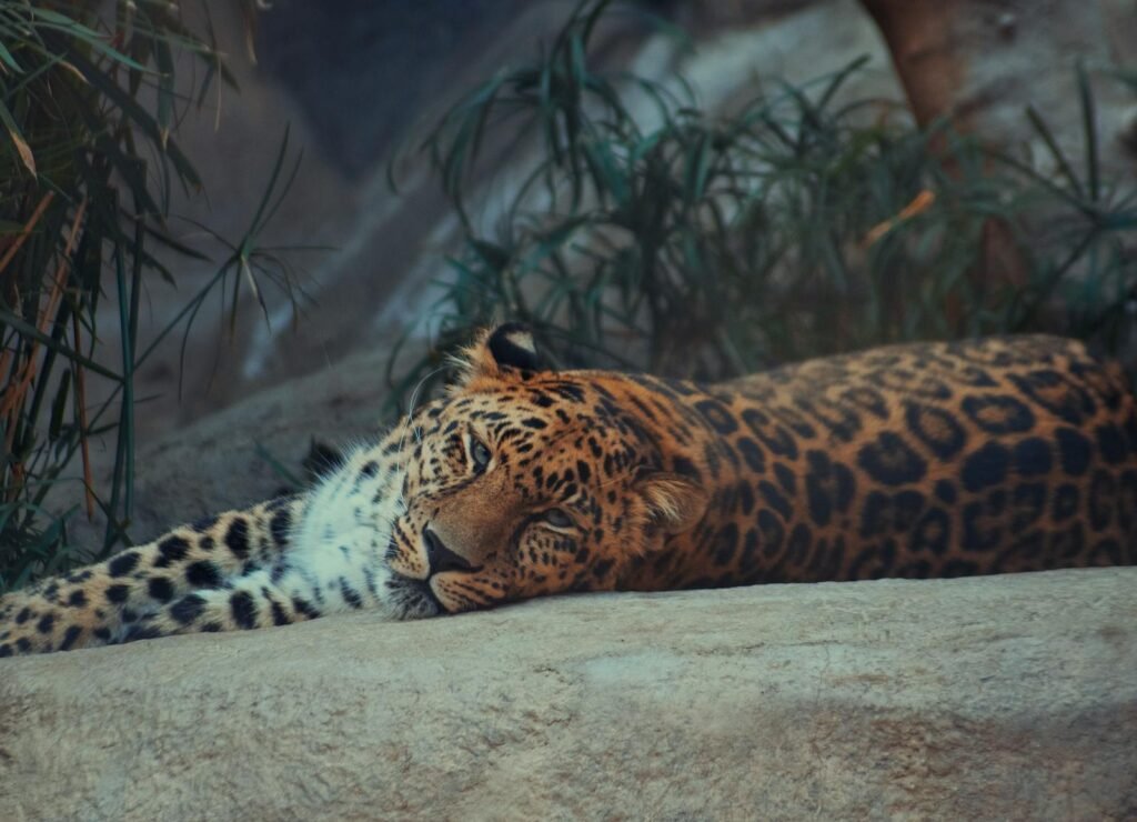 Are Leopards the Most Dangerous Big Cats for Humans? - felinefam.com