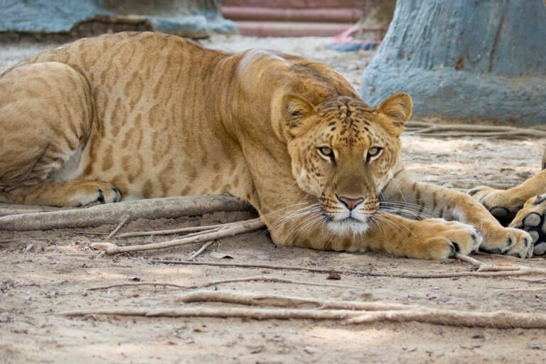 The Truth About Hybrid Big Cats Like Ligers and Tigons - felinefam.com