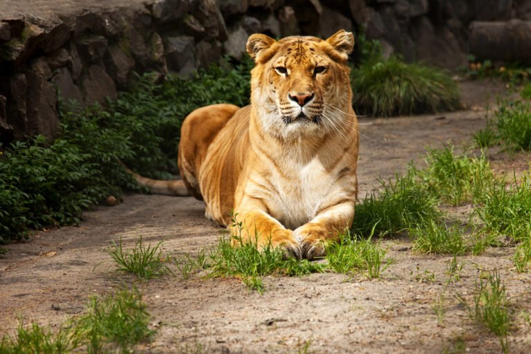The Truth About Hybrid Big Cats Like Ligers and Tigons - felinefam.com