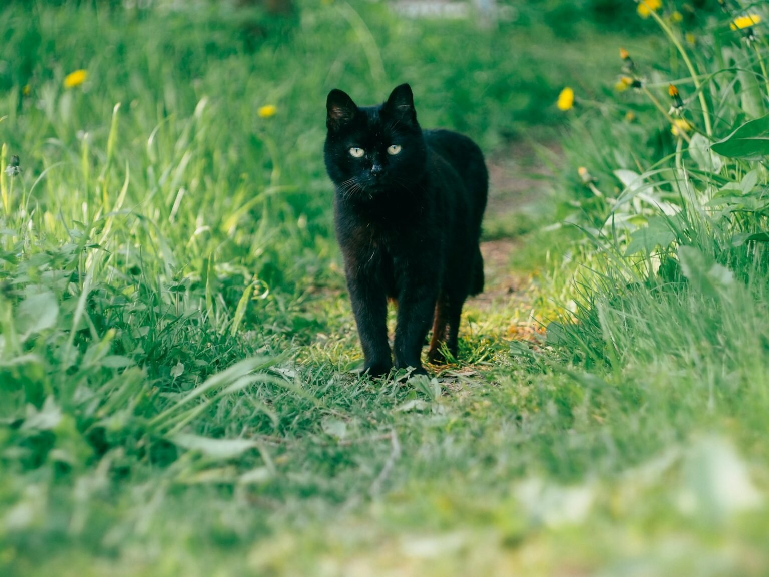 Why Are Black Cats Associated With Halloween and Superstition ...