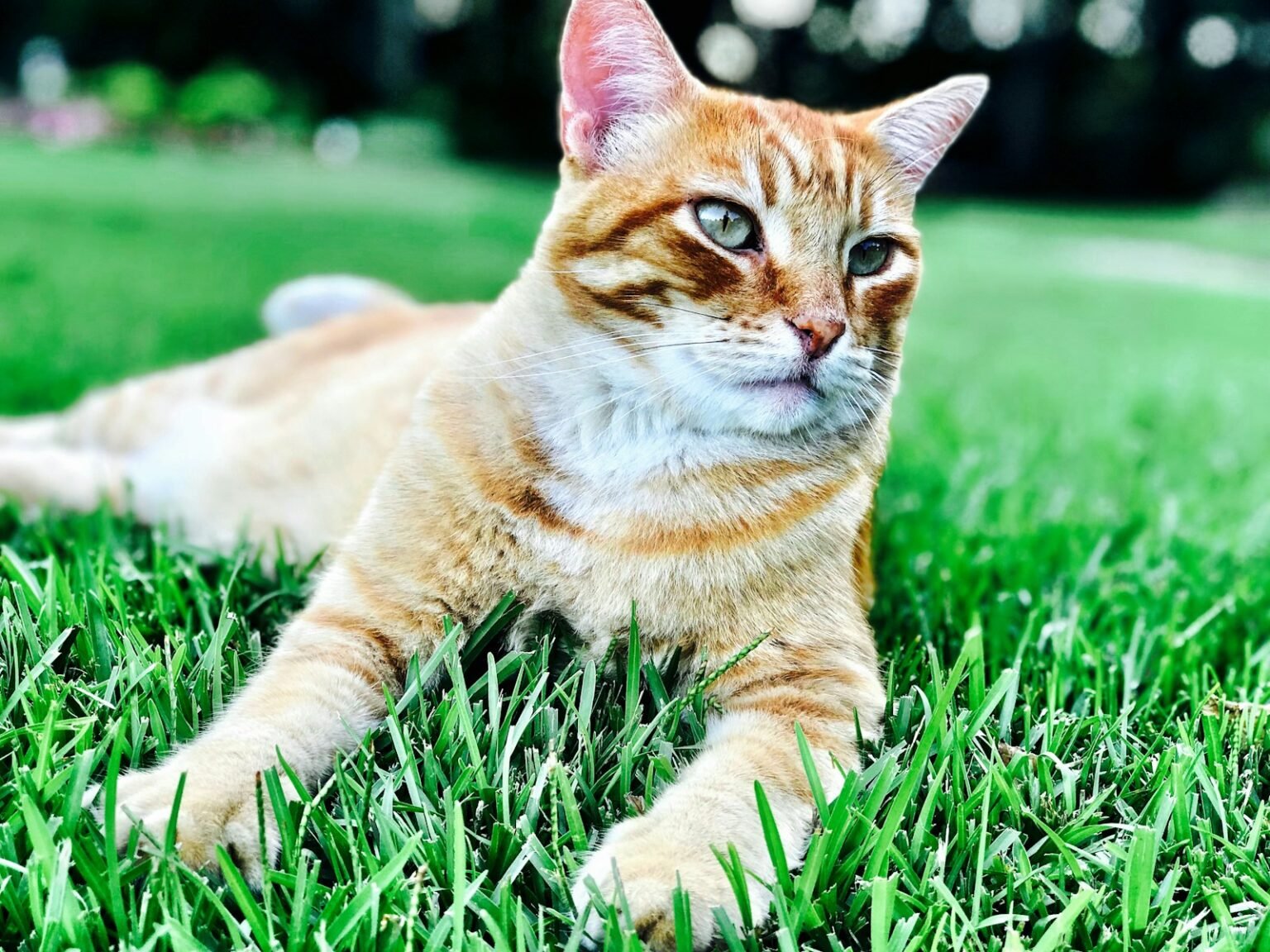 How Domestic Cats Evolved From Wild Relatives - felinefam.com