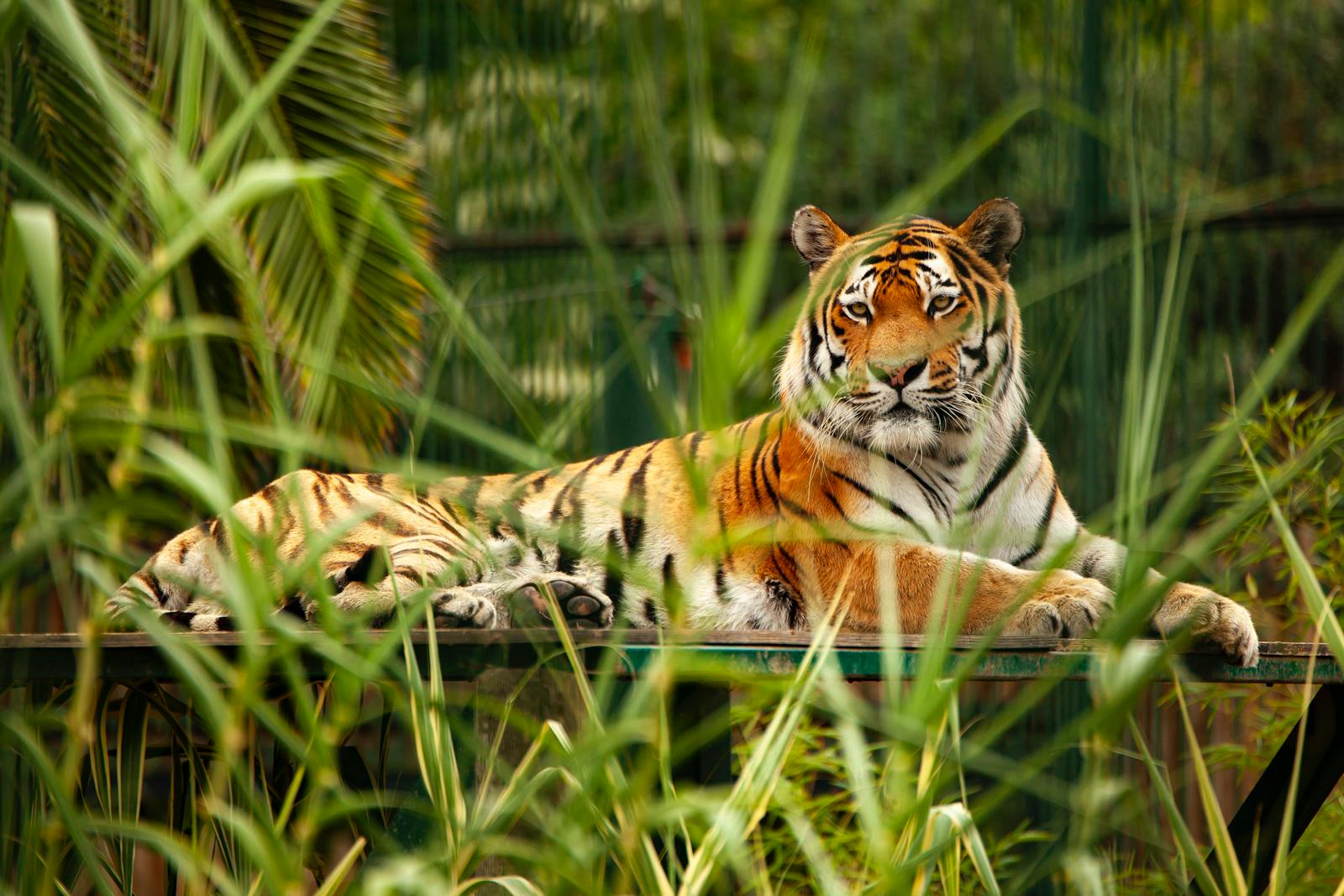 The Role of Big Cats in the Amazon Rainforest - felinefam.com