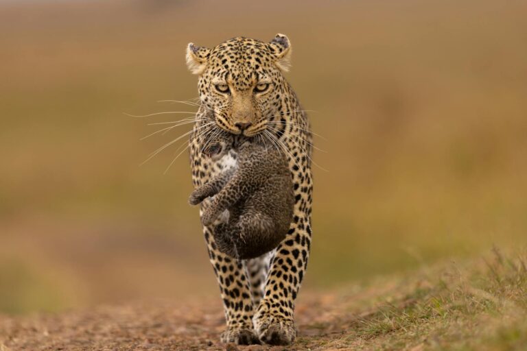 The Evolution of Big Cats’ Hunting Instincts Over Millions of Years ...