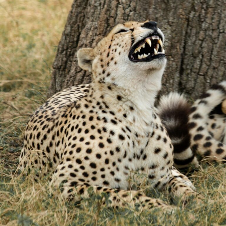 8 Big Cats With the Most Powerful Bites - felinefam.com