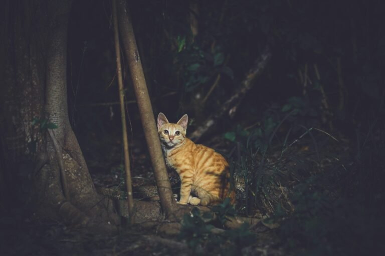 How Cats’ Night Vision Works and Why It’s So Powerful - felinefam.com