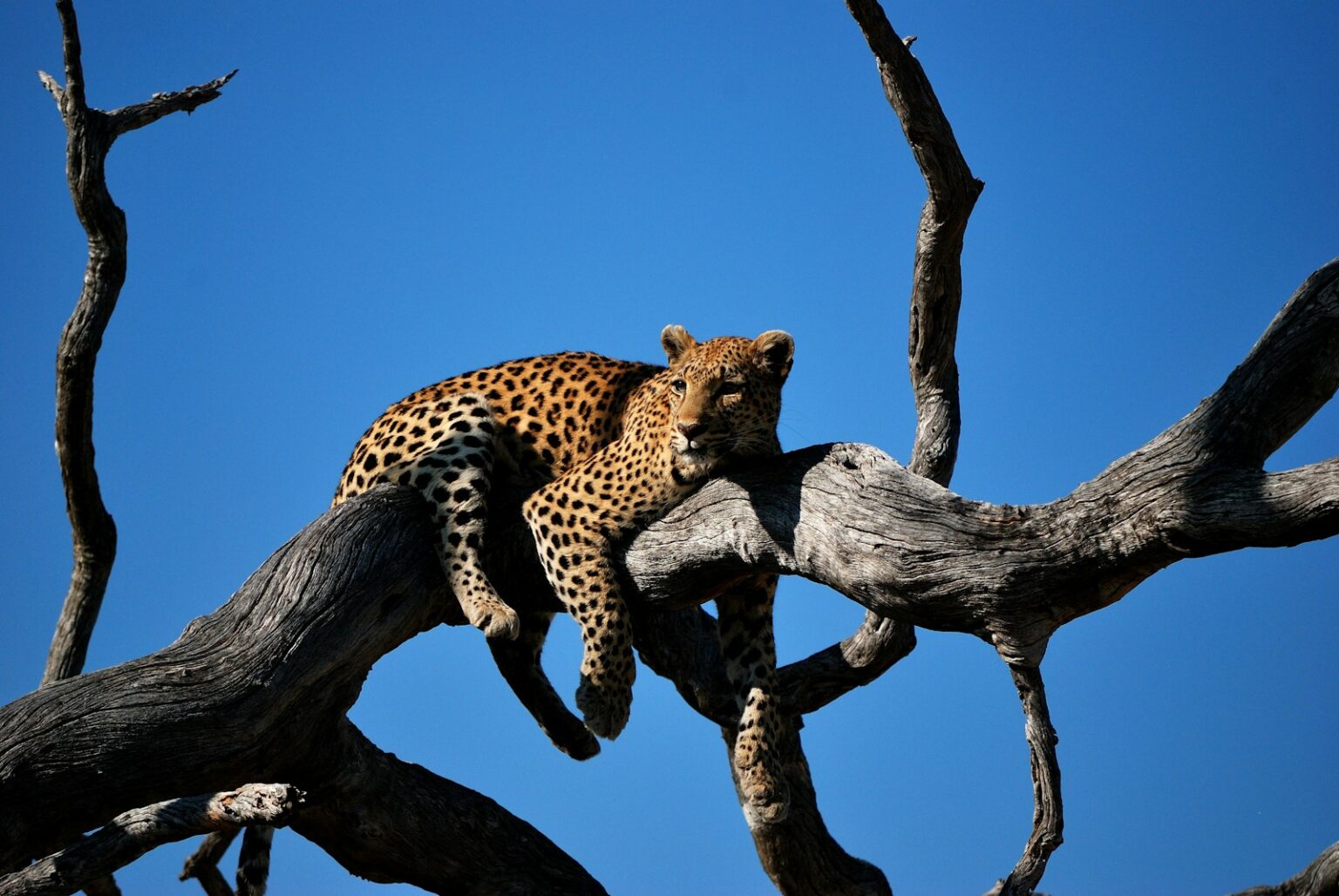 12 Fascinating Differences Between Big Cats and Small Cats - felinefam.com
