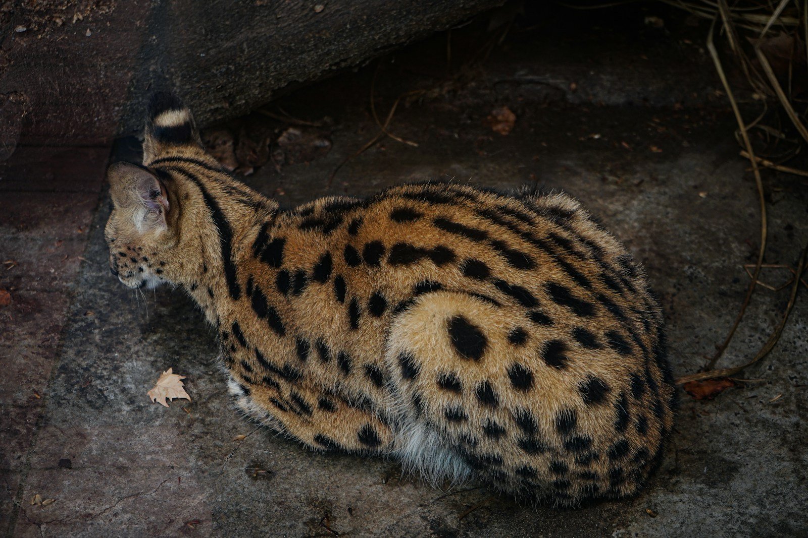 The Connection Between Wild Cats and Domestic Cats Through DNA ...