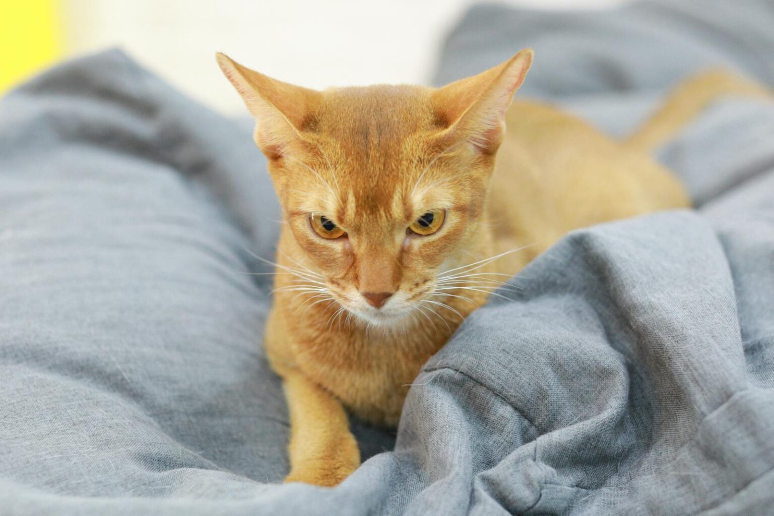 15 Cat Breeds That Make the Best House Cats - felinefam.com