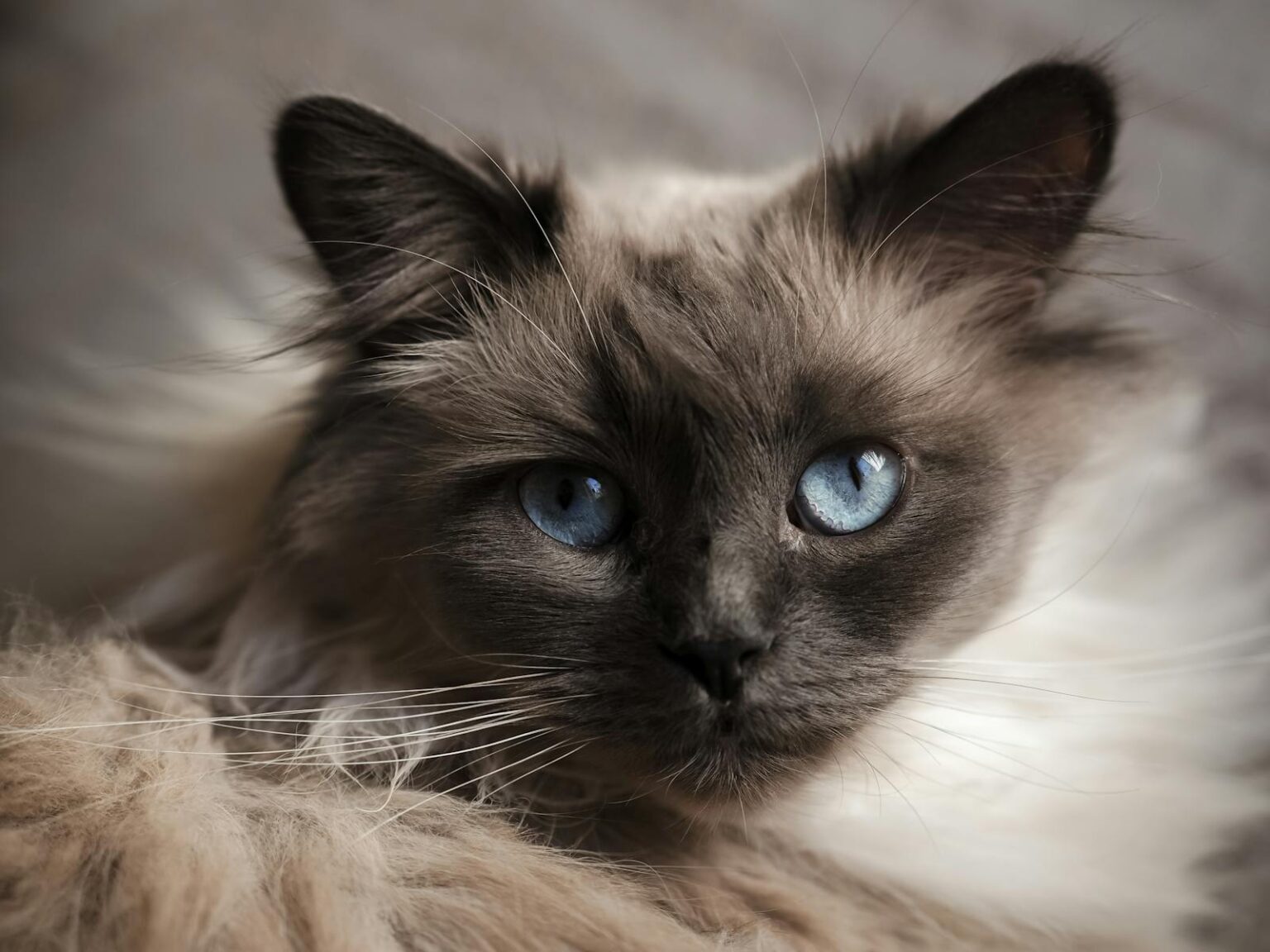 10 Cat Breeds That Will Thrive in Your Urban Apartment - felinefam.com
