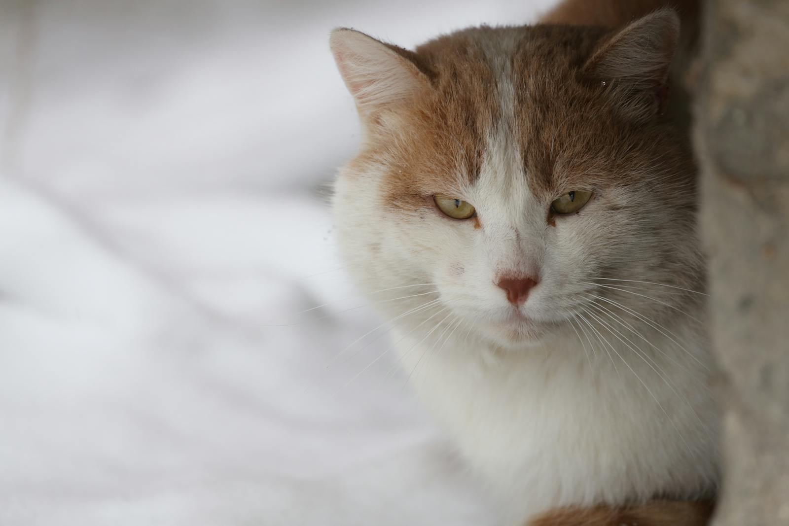 10 Cat Breeds With the Most Unique Fur Patterns - felinefam.com
