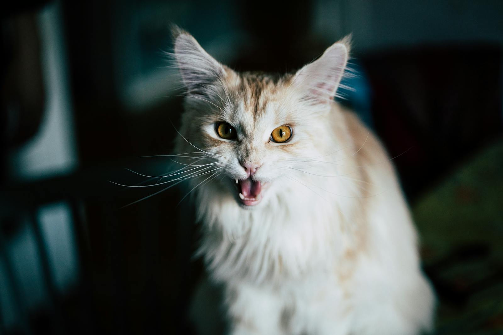 Cat Purrs: The Soothing Science Behind Their Healing Power - felinefam.com