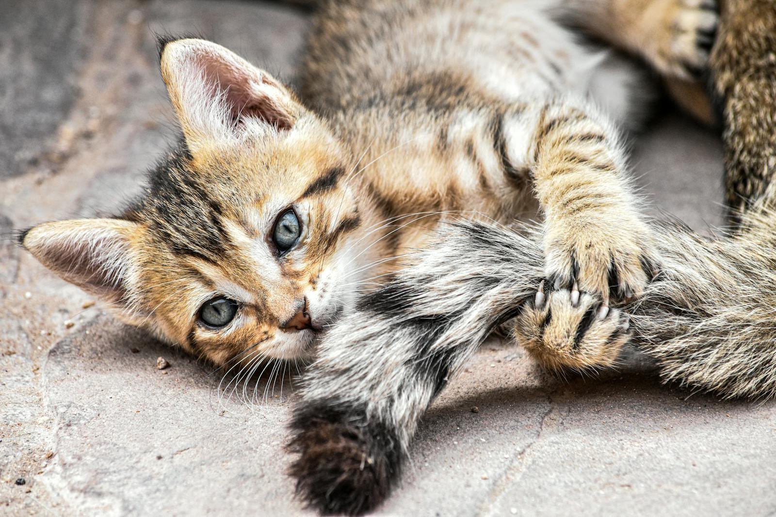 15 Cat Breeds With the Softest Fur in the World - felinefam.com