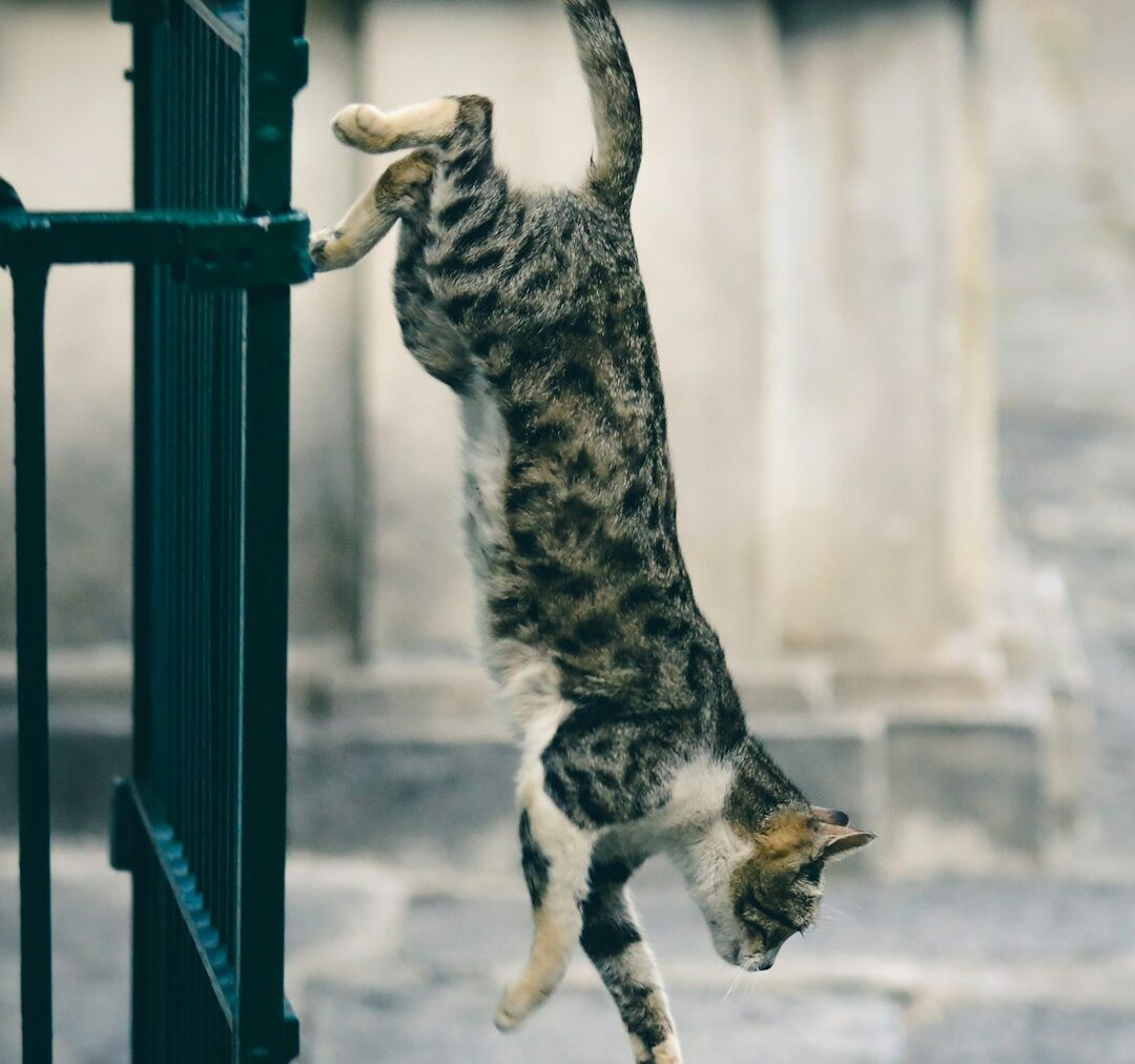 Do Cats Really Have Nine Lives? Unpacking This Age-Old Myth - felinefam.com
