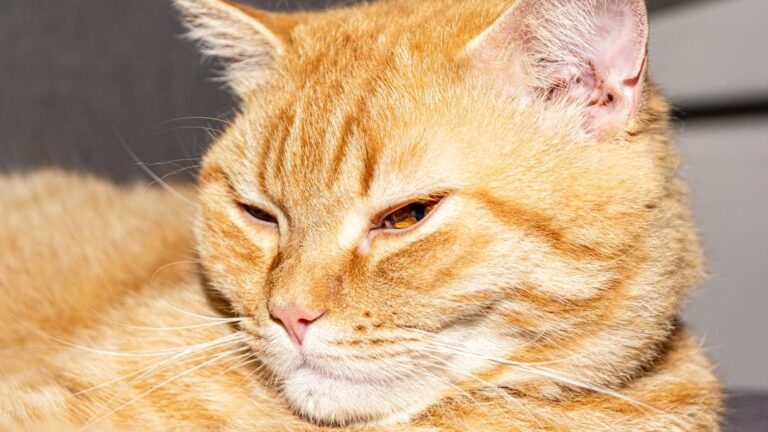 How to Get Rid of Ear Mites in Cats Before Permanent Damage Occurs ...