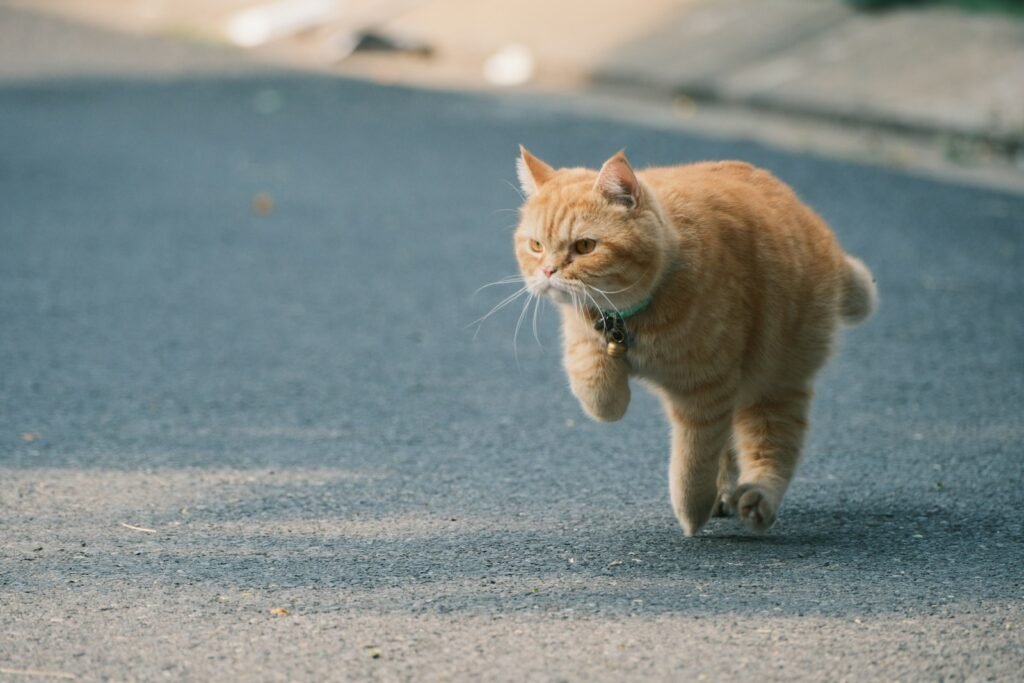 Is Your Cat's Overnight Zoomies a Sign of Playfulness or Something Else ...