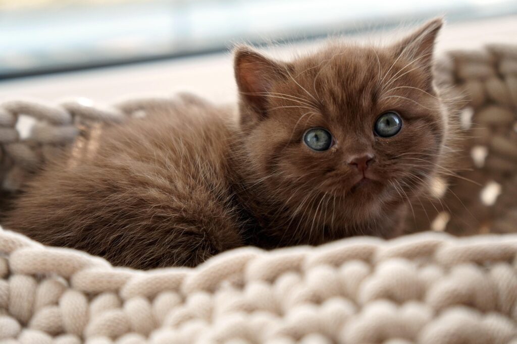The Elusive Brown Coat: Genetics and Rarity of Brown Cats - felinefam.com