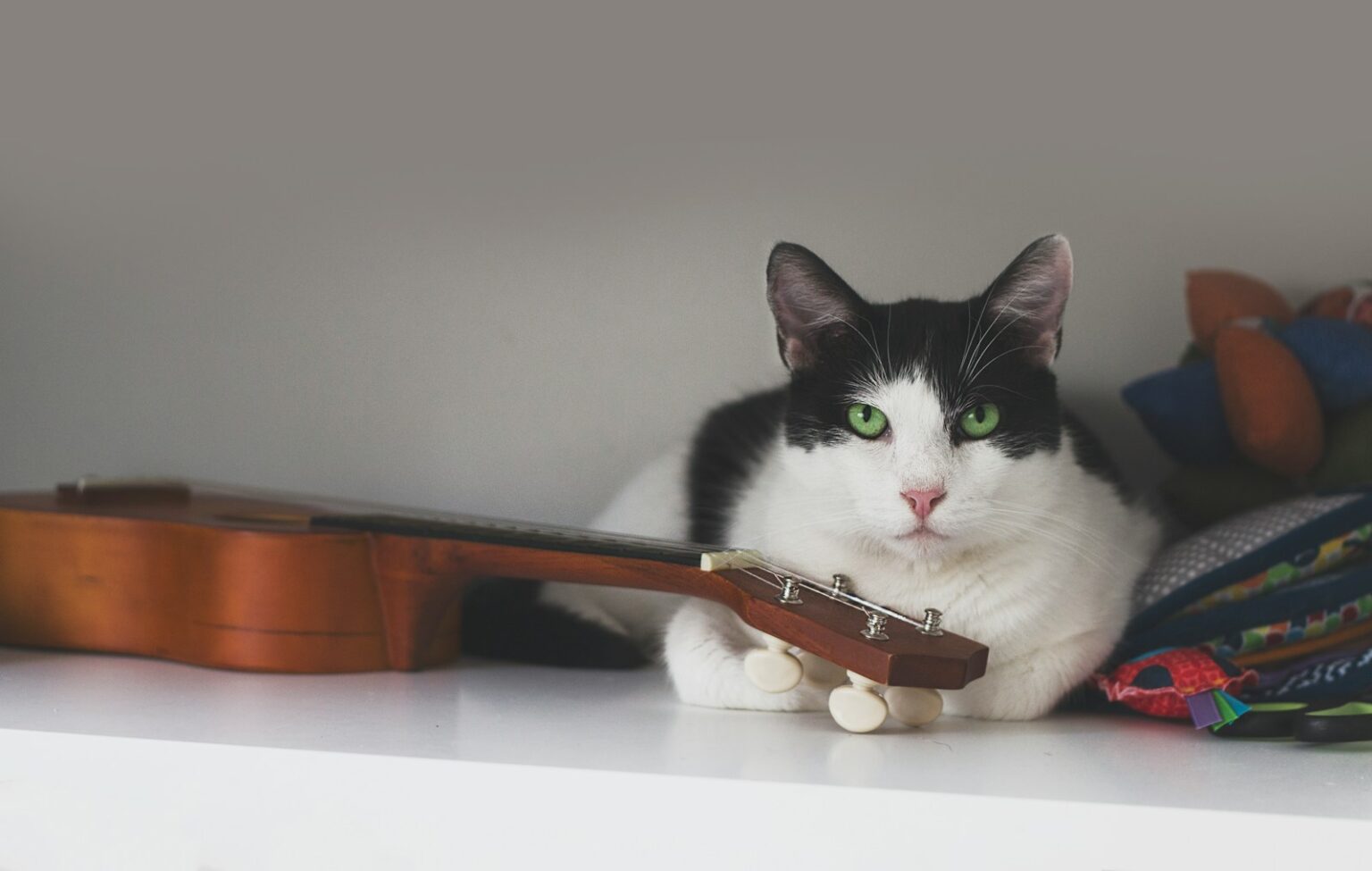 8 Common Cat Owner Habits That Secretly Annoy Your Feline Friend ...