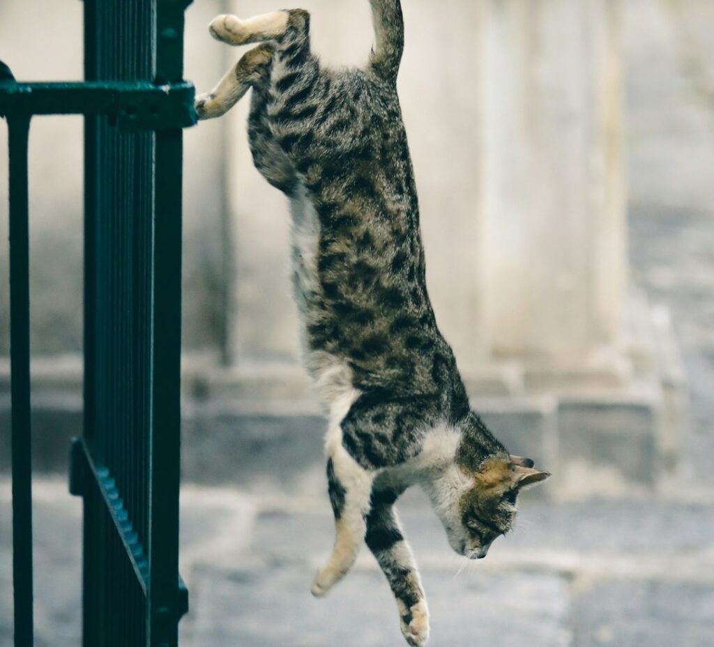 How Do Cats Always Land on Their Feet? The Physics Behind the Feline ...