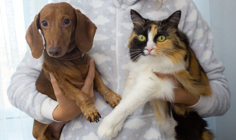 Stop Believing These 5 Myths About Your Cat's Independent Nature ...