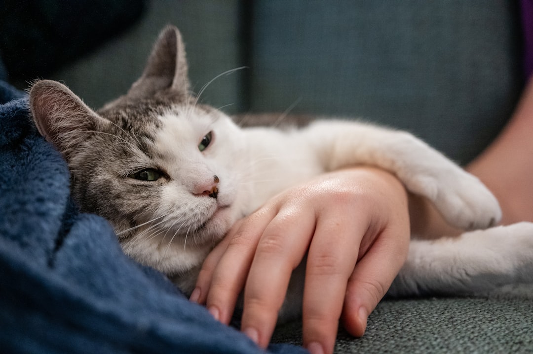 What It Means When Your Cat Places Its Paw on Your Arm - felinefam.com